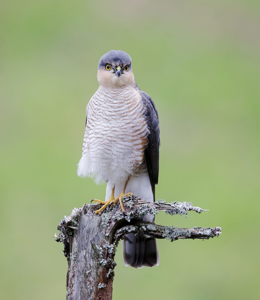 Sparrowhawk | www.wildlife-photography.uk.com