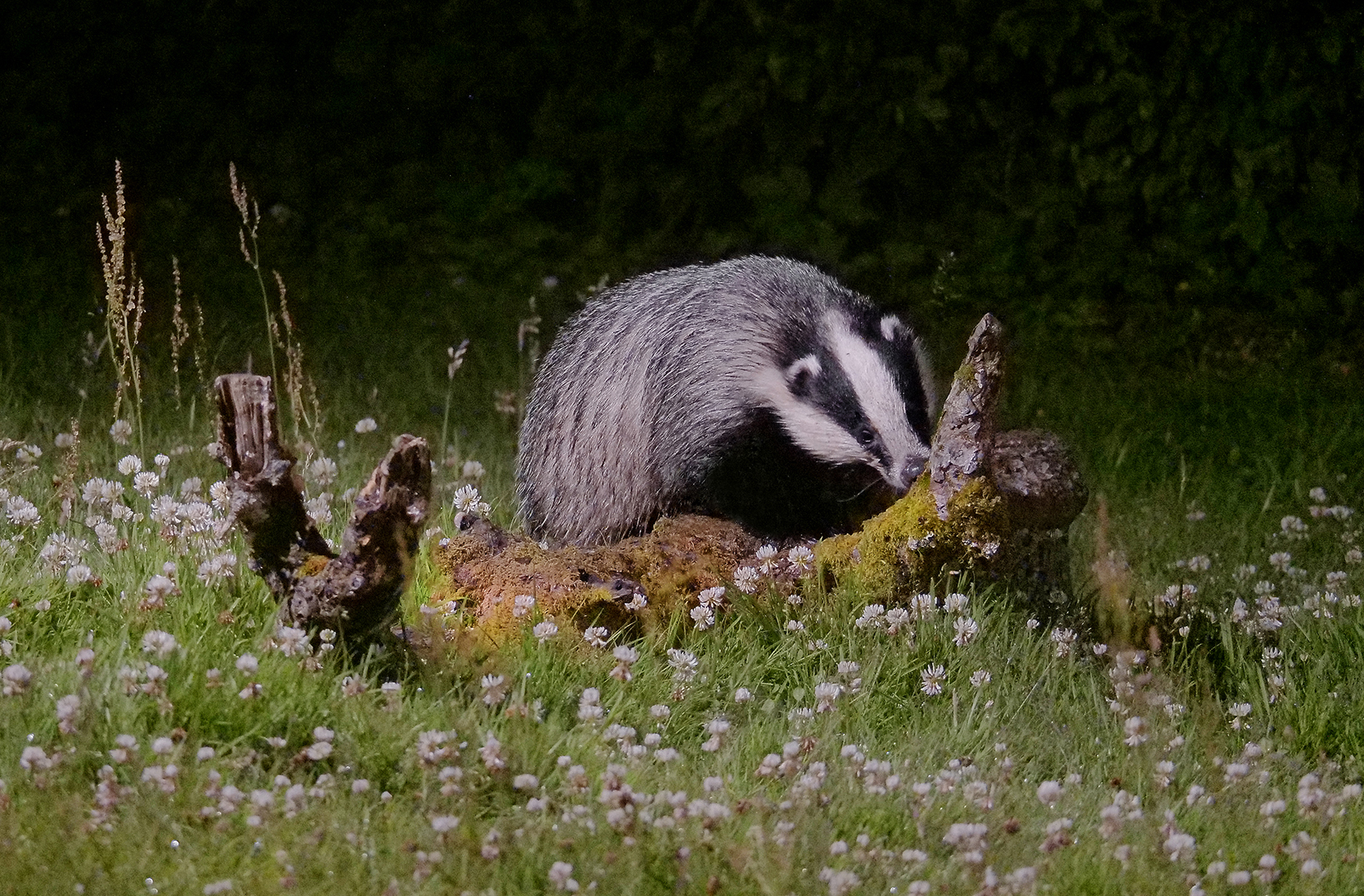 European Badgers | Ron McCombe-Wildlife Photographer