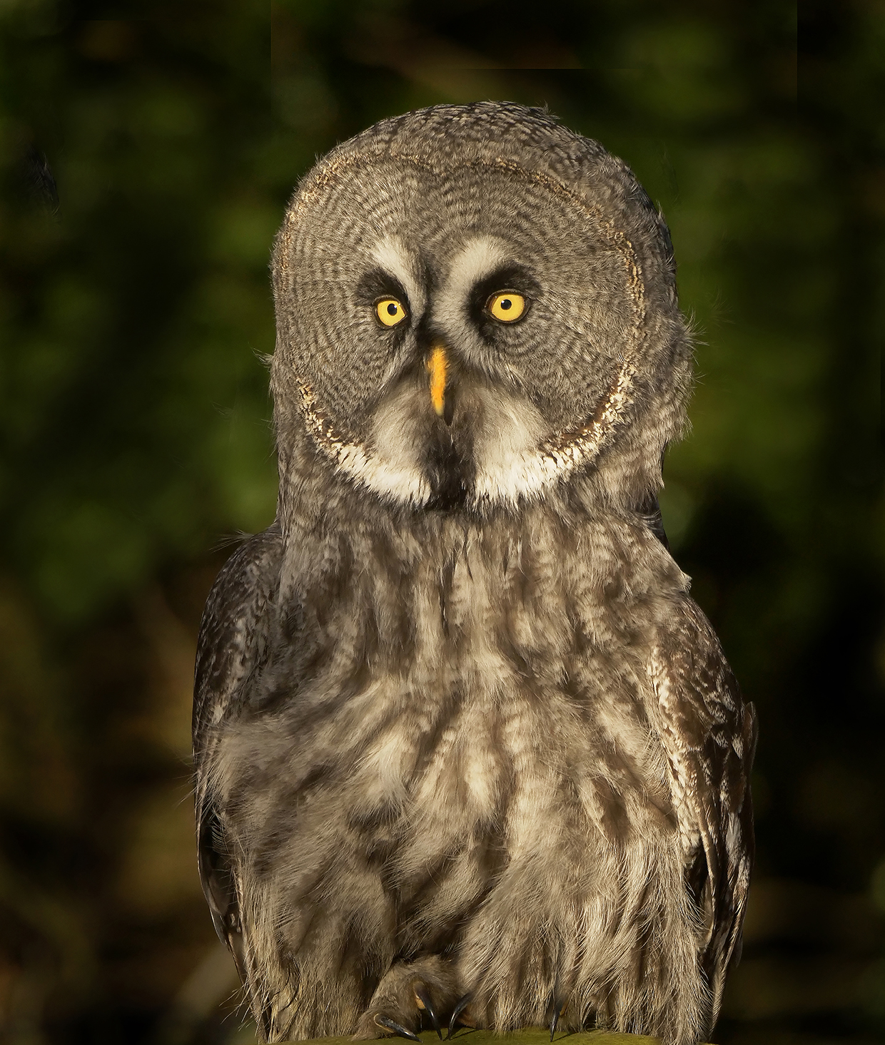 European Owls | www.wildlife-photography.uk.com