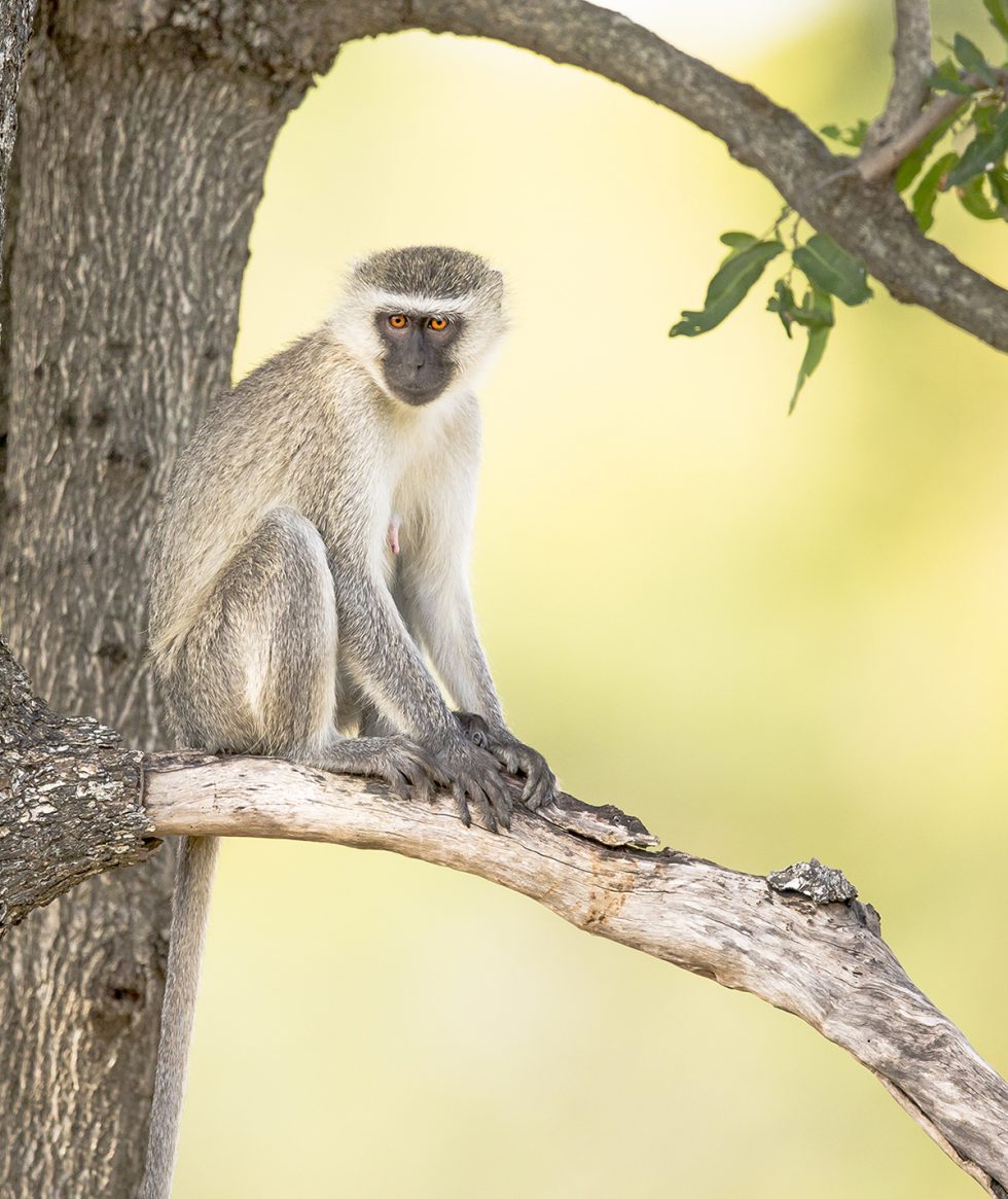 Vervet Monkey | www.wildlife-photography.uk.com