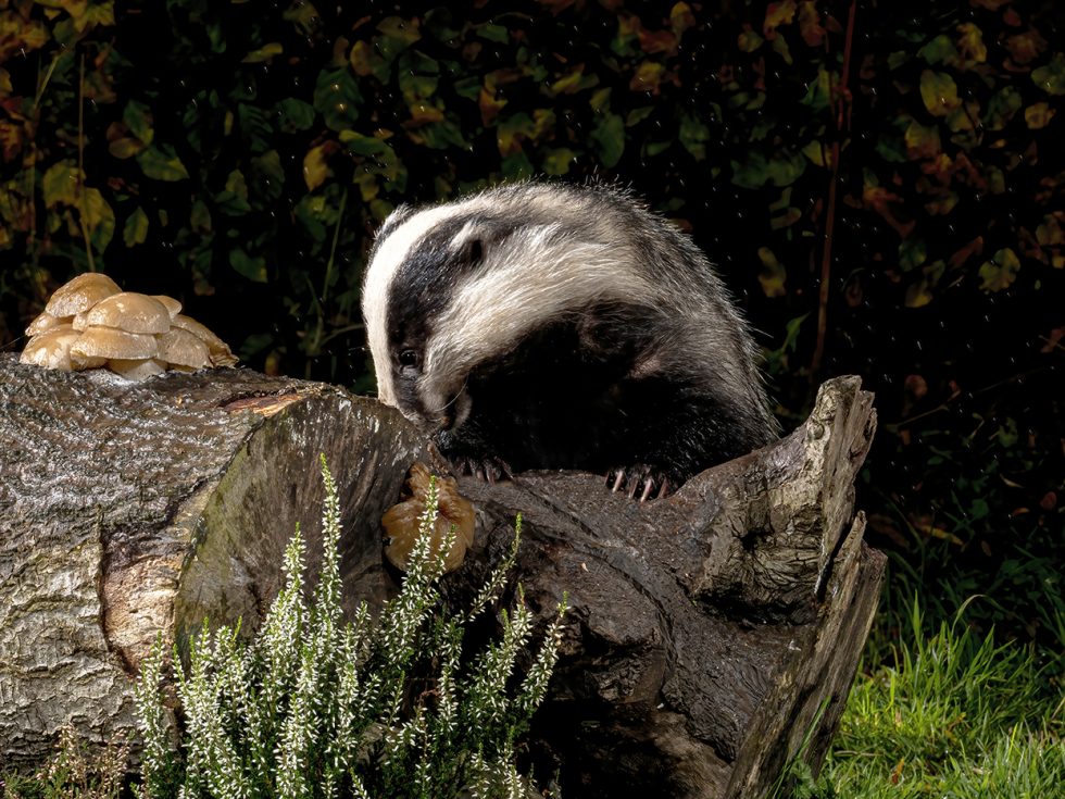 European Badgers | www.wildlife-photography.uk.com