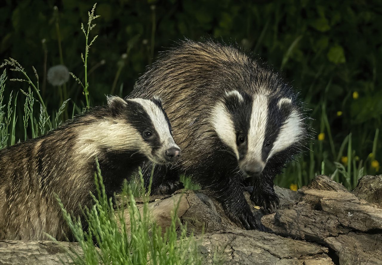 European Badgers Nr Hawick Scottish Borders | www.wildlife-photography ...