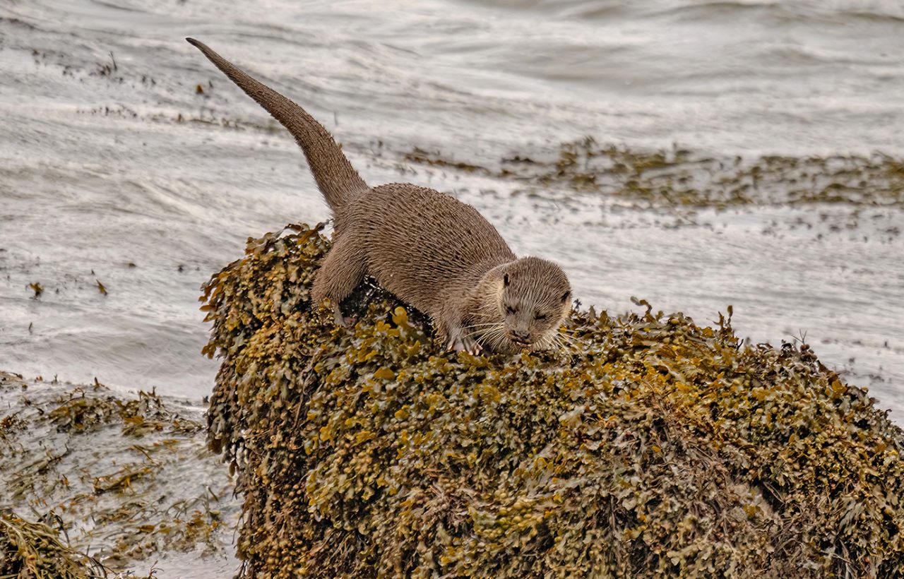Otters Workshops | www.wildlife-photography.uk.com